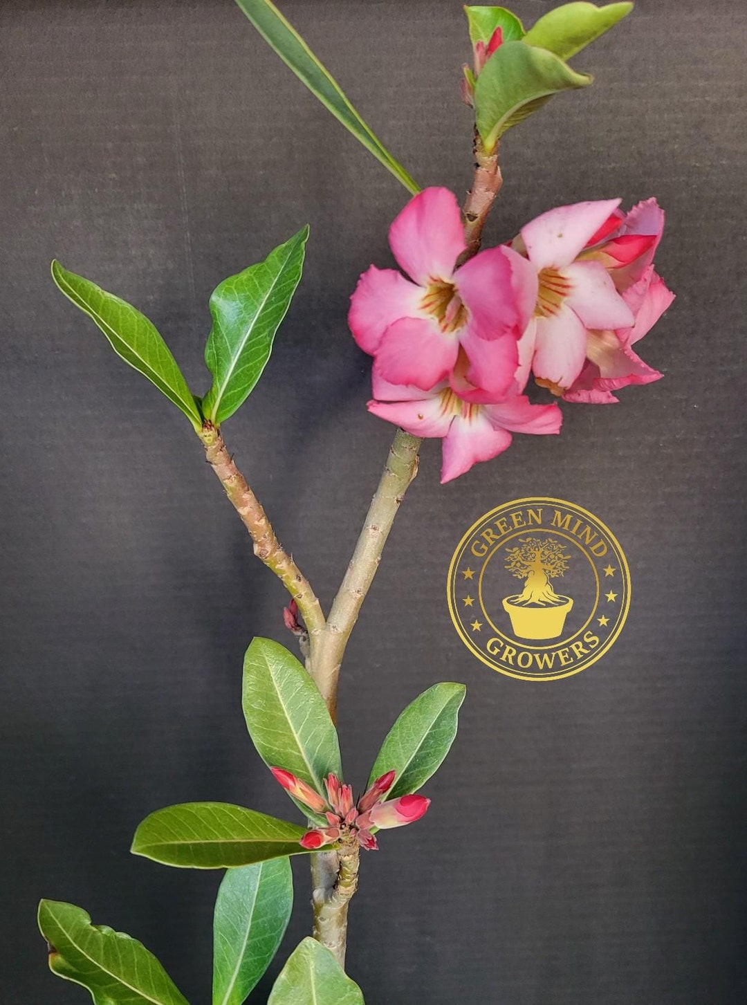 Rare Hybrid F2 Arabicum X Crispum,adenium Arabicum Hybrid, Exotic ...