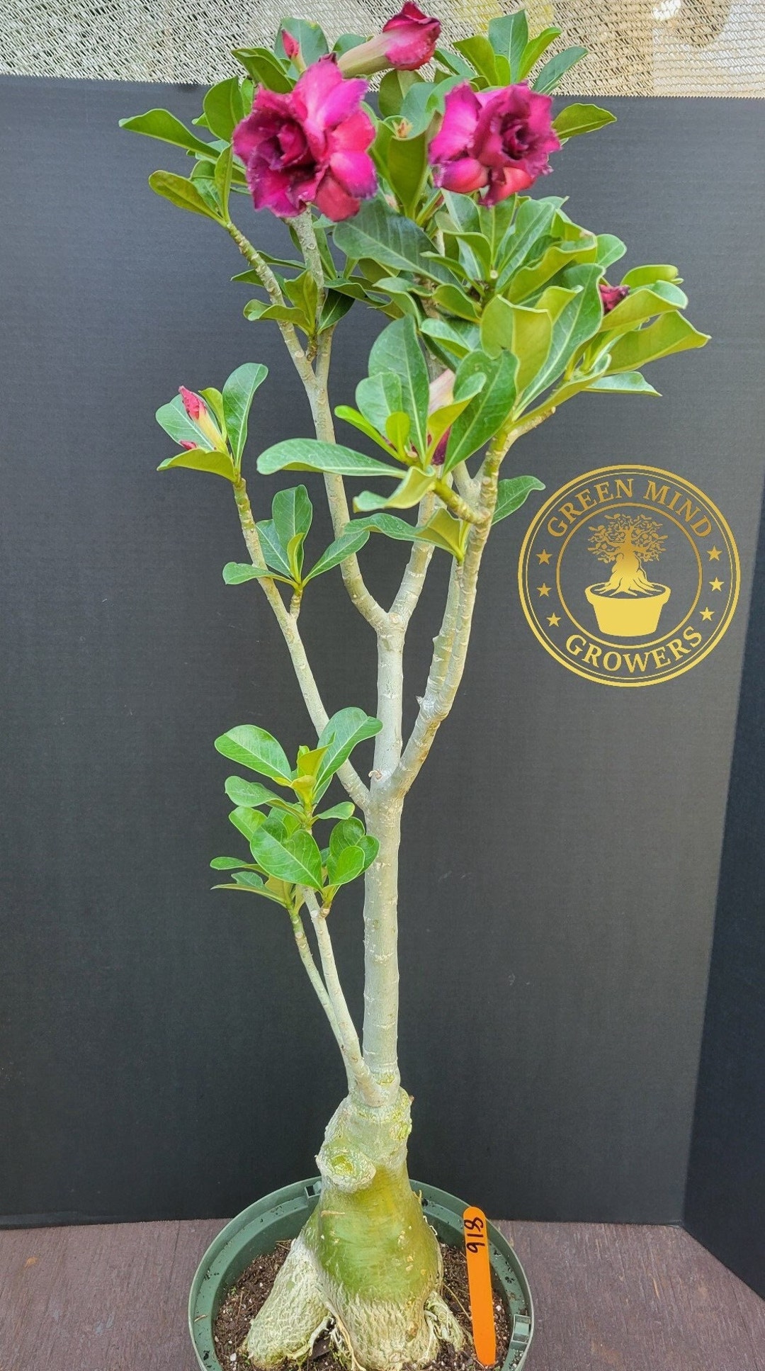 Grafted Desert Rose Plant Multi Layer Purple Flowers Hybrid 8" #816 ...