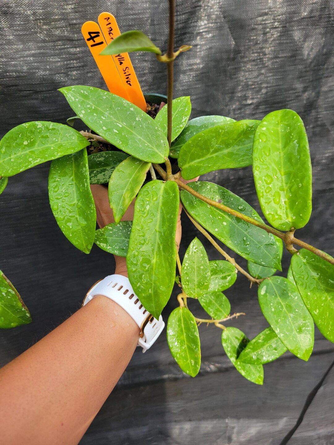 Hoya Macrophylla Splash/silver #41 , Rooted Plant , Actively Growing ...