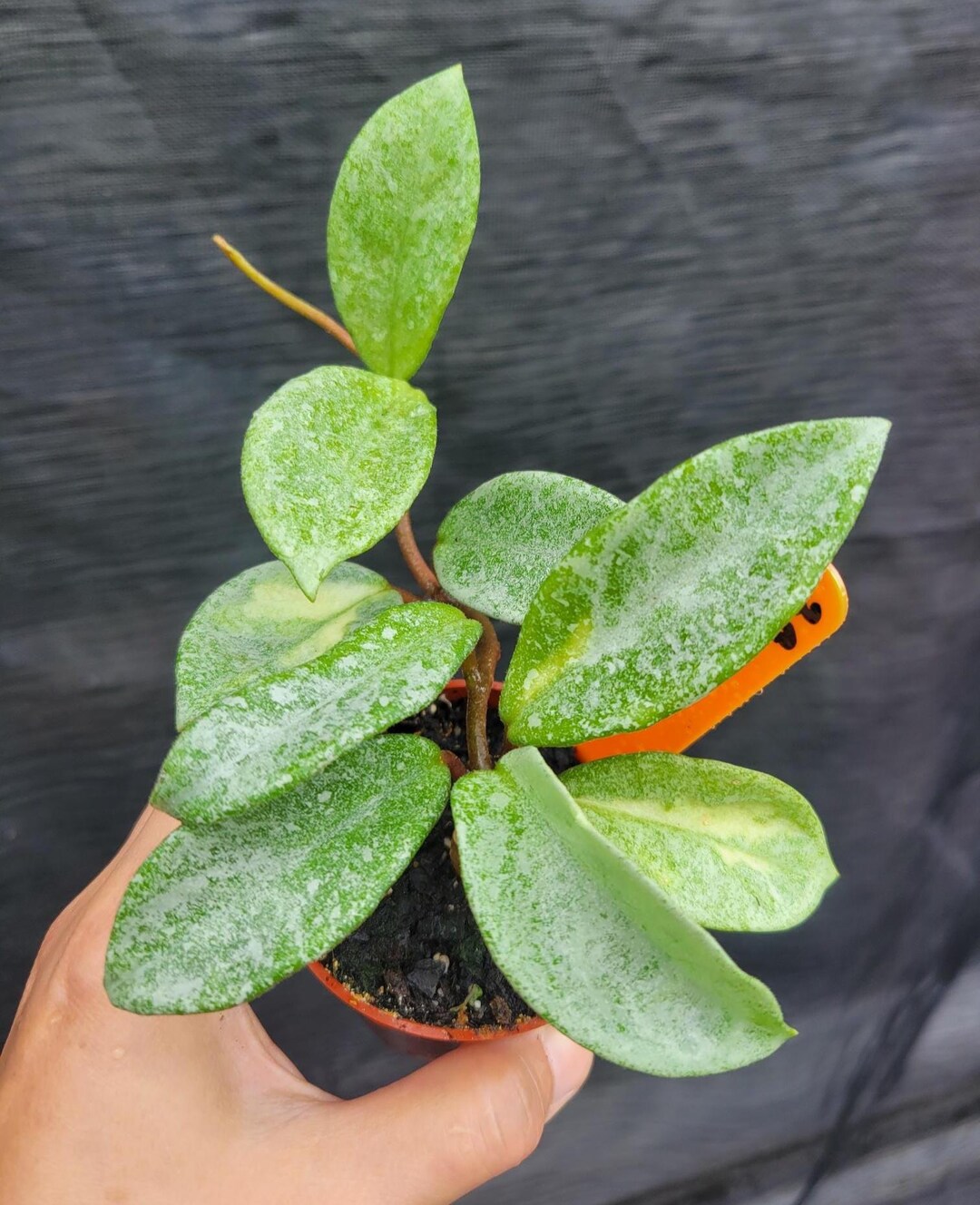 Hoya Argentea Princess Reverted 2.5" Pot Size #38 , Rooted Plant ...