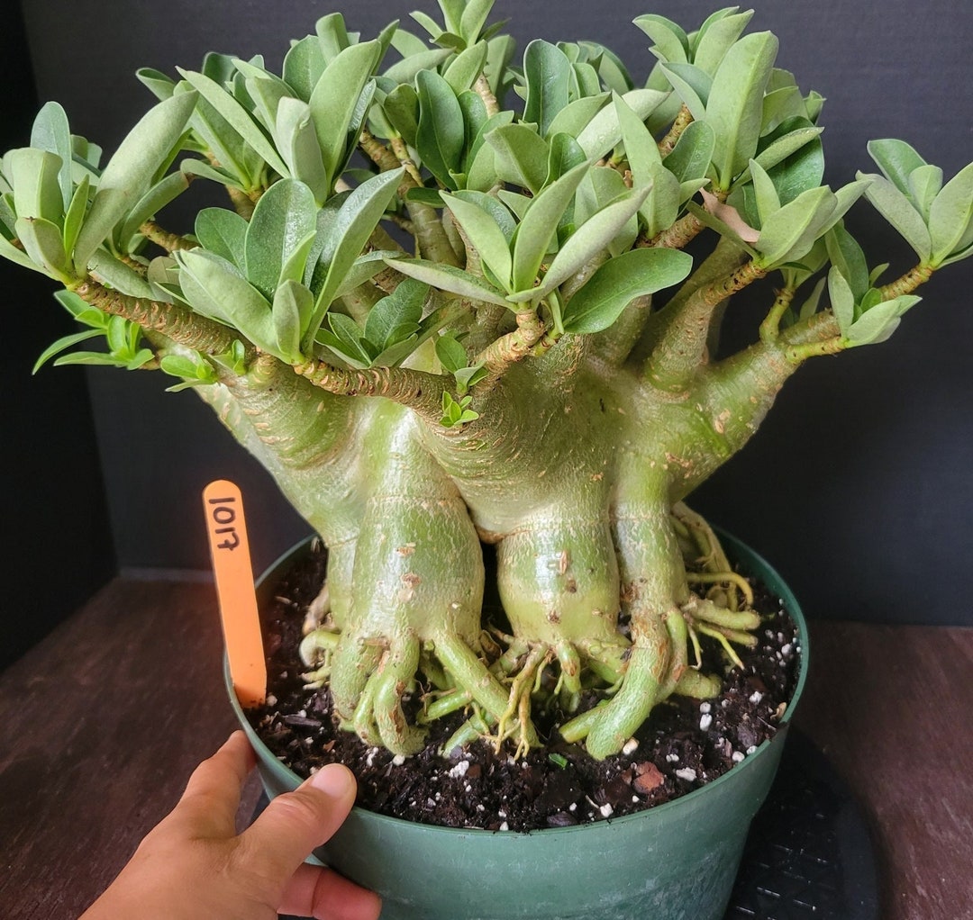 Adenium Thai Arabicum 'godji' F2 Super Compact Hybrid With Rooted Work ...