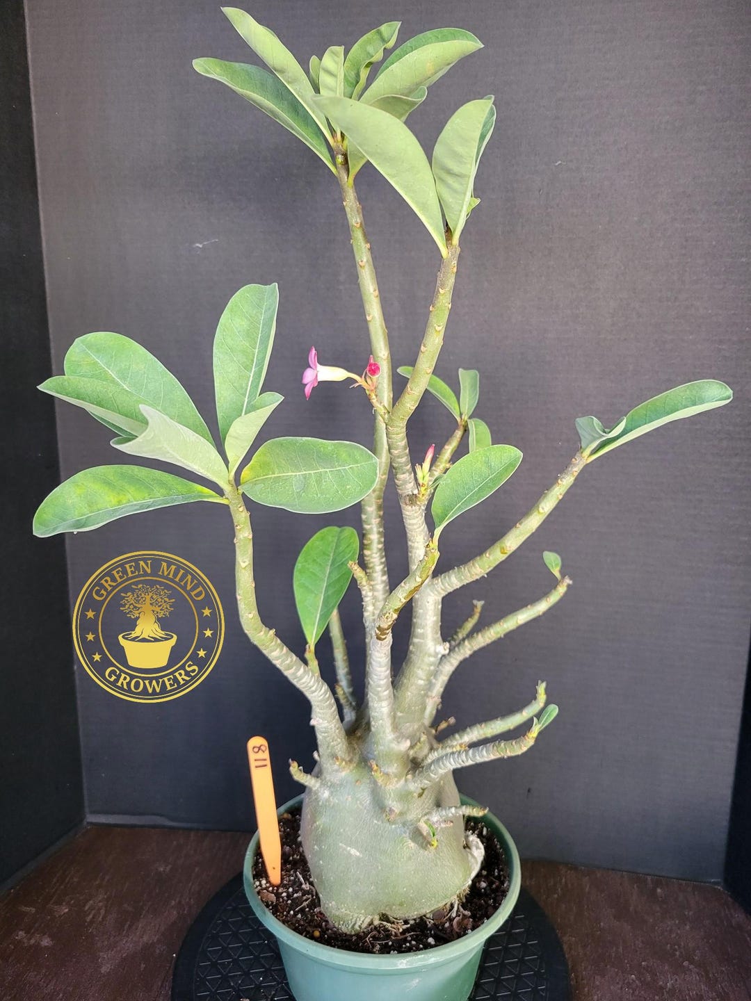 Adenium Arabicum Dwarf Shada Hybrid ,thai Soco Compact 8" Bowl #811 ...