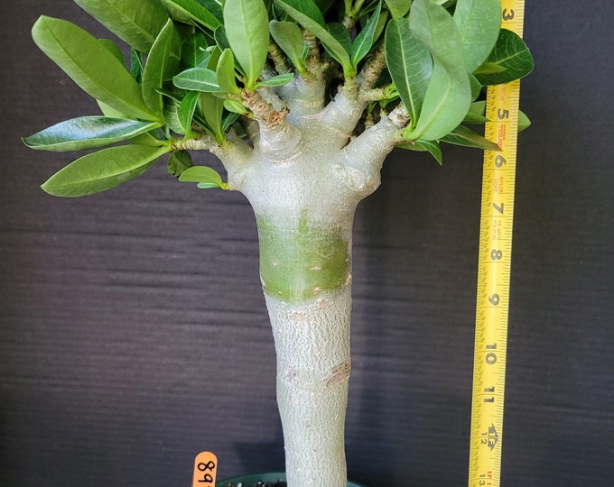 Adenium Thai Arabicum 'short Tower Style' Compact Hybrid With Root Work ...