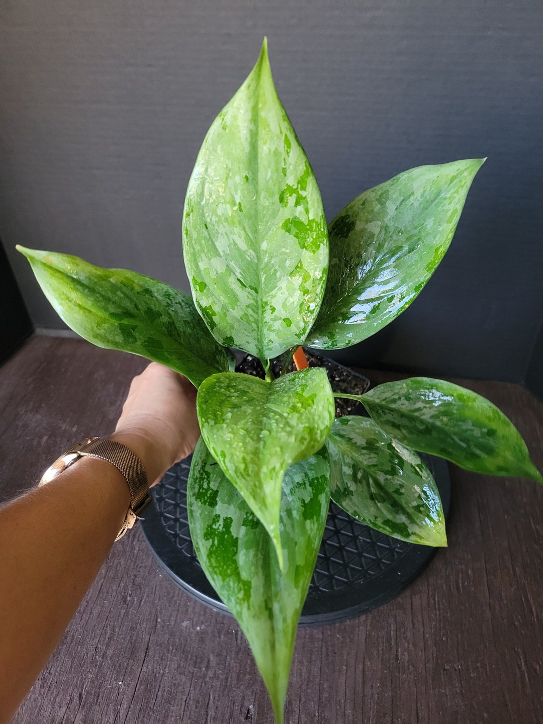 Rare Aglaonema Silver Tri-color 5 Pot 543 , EXACT Plant , Well ...