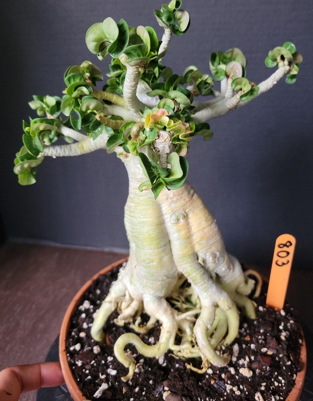 Rare Original Seed Grown Plant Adenium DHA , Medusa 8 Bowl 803 , Ship ...