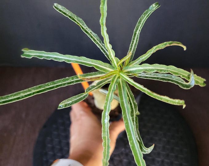 Adenium Somalense Sp. Nova Tanzania , Desert Rose Plant 3.5" Pot #401 ...