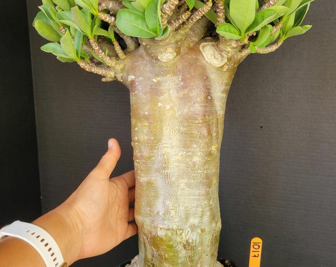 Adenium Thai Arabicum 'short Tower Style' Dark Skin ,compact Hybrid ...