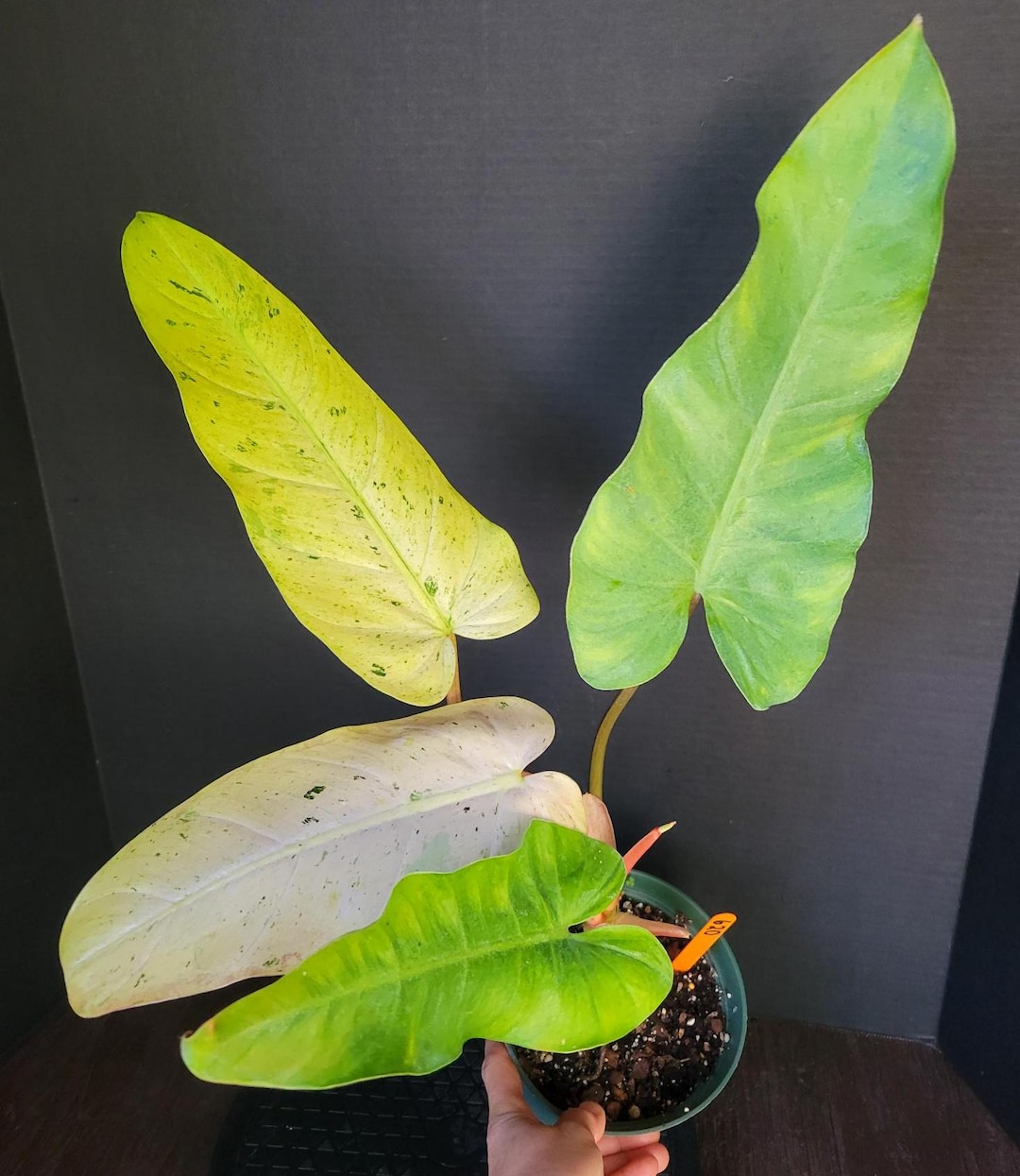 Variegated Philodendron Whipple Way Plant 6" Pot #620 ,** Exact Plant ...