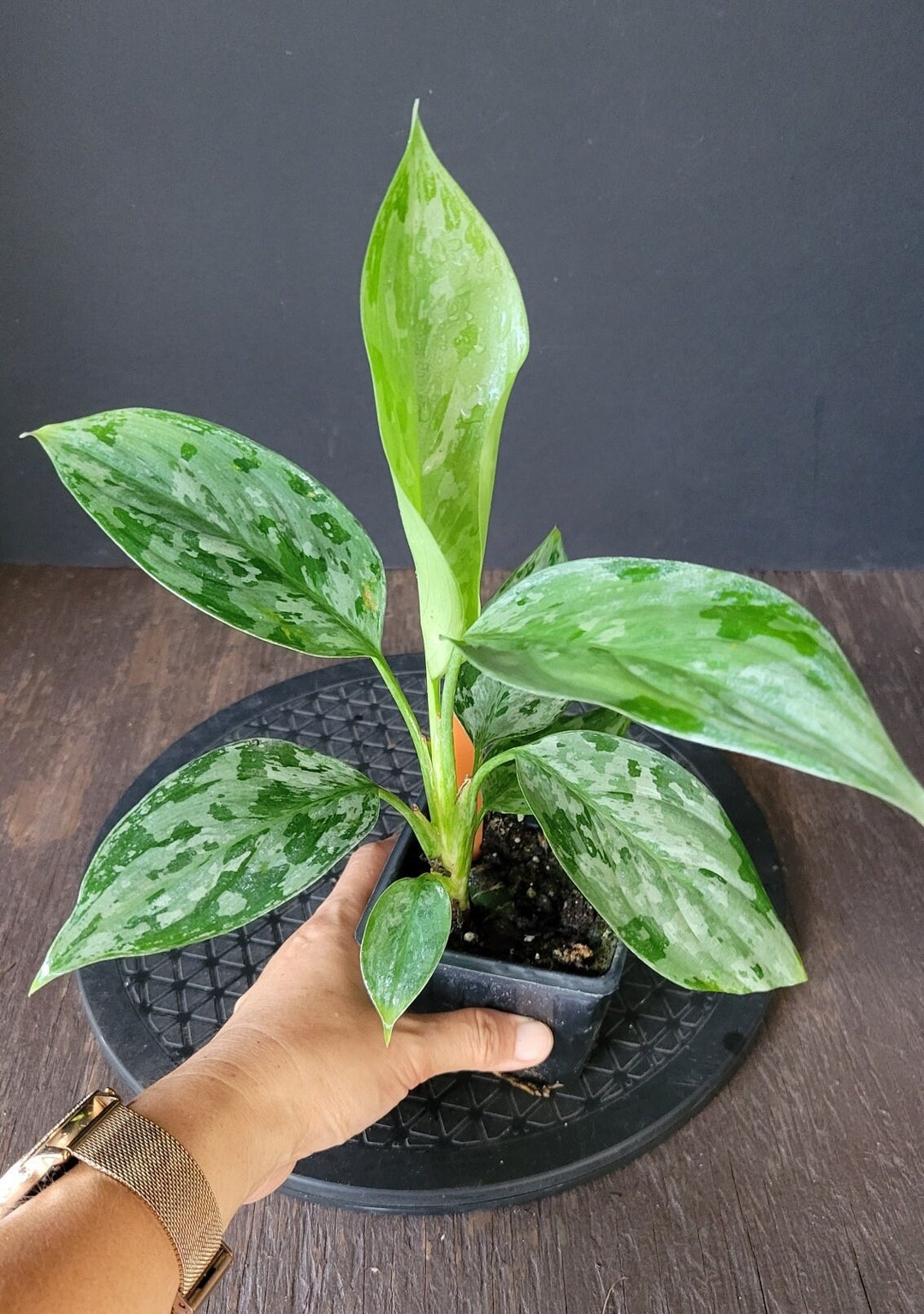 Rare Aglaonema Silver Tri-color 3.5 Pot 491 Well - Etsy