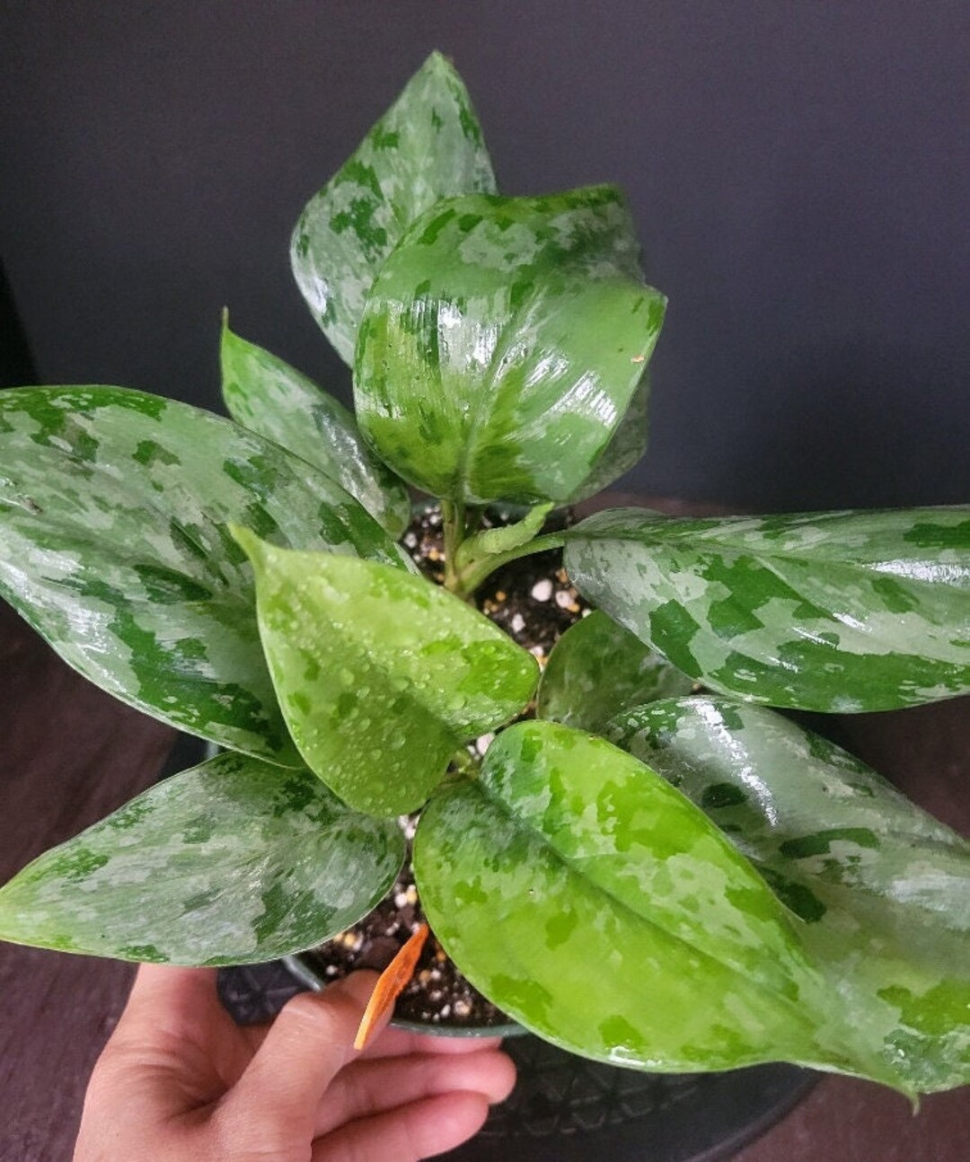 Rare Aglaonema Silver Tri-color 6 Pot 650 EXACT - Etsy