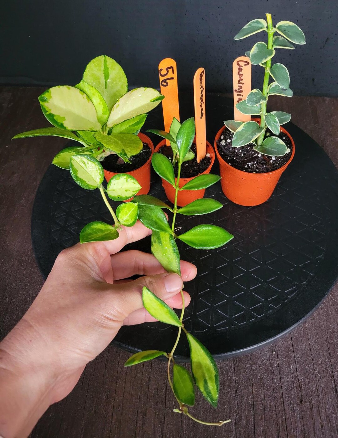 Bundle of 3 of Hoya Australis Lisa ,hoya Cummingiana outer Variegated ...