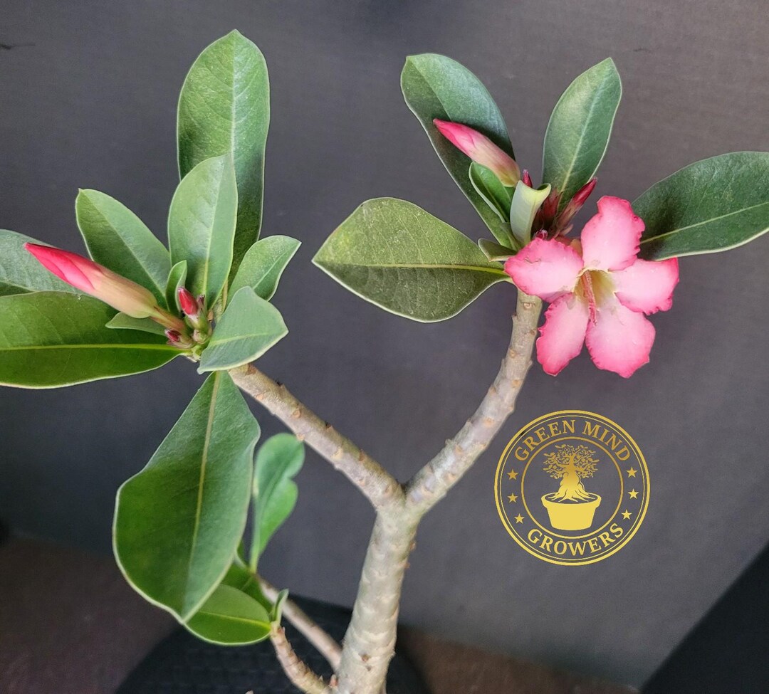 Adenium Arabicum Hybrid, Exotic Bonsai Desert Rose Plant 6" Pot #628 ...