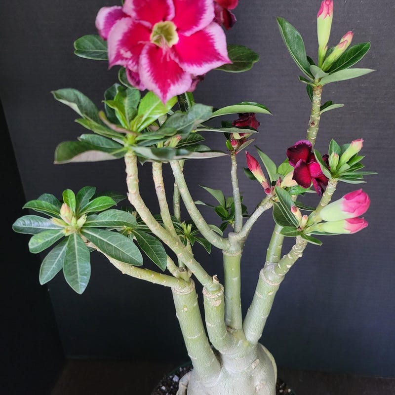 Desert Rose Bonsai - Etsy
