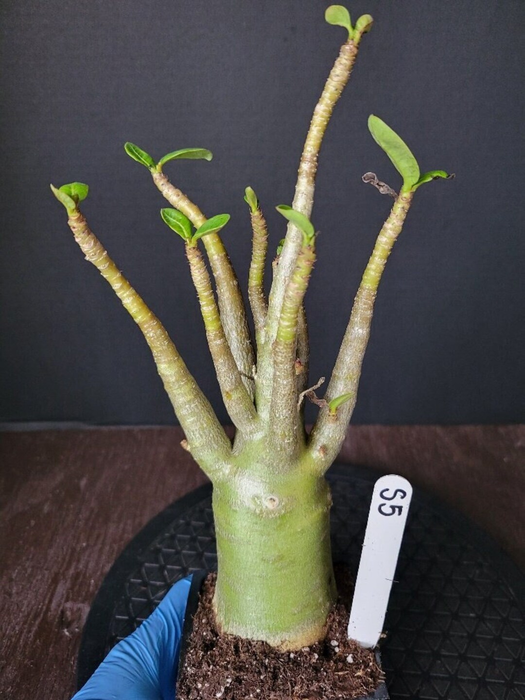 Adenium Arabicum 'shada Compact X Golden Crown' ,exotic Bonsai Desert ...