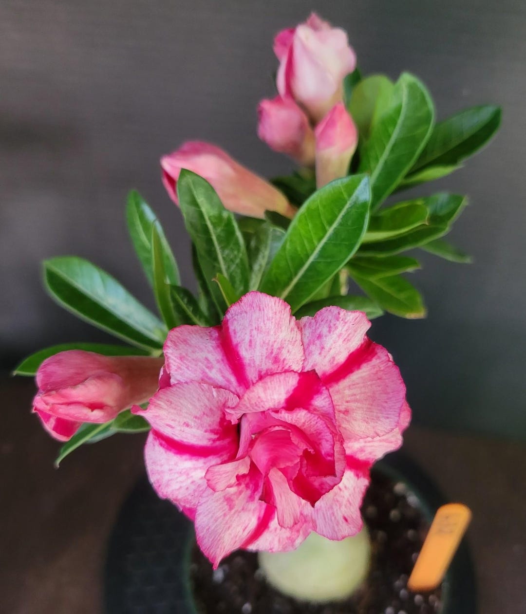 Grafted Desert Rose Plant Multi Layer Red Striped Flowers Hybrid 6 ...