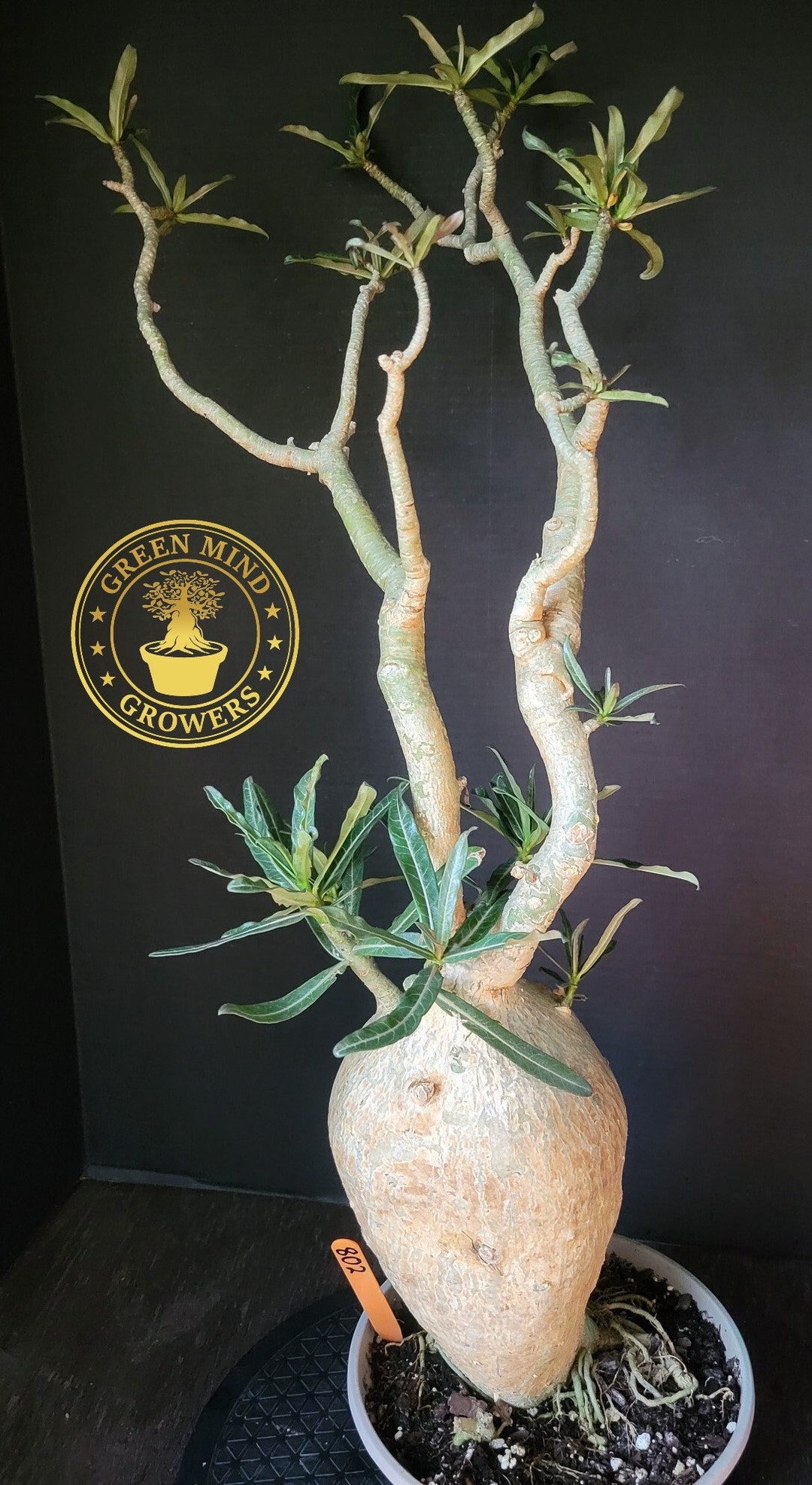 Large Adenium Somalense Sp. Nova Tanzania , Desert Rose Plant 8 Pot 802 ...