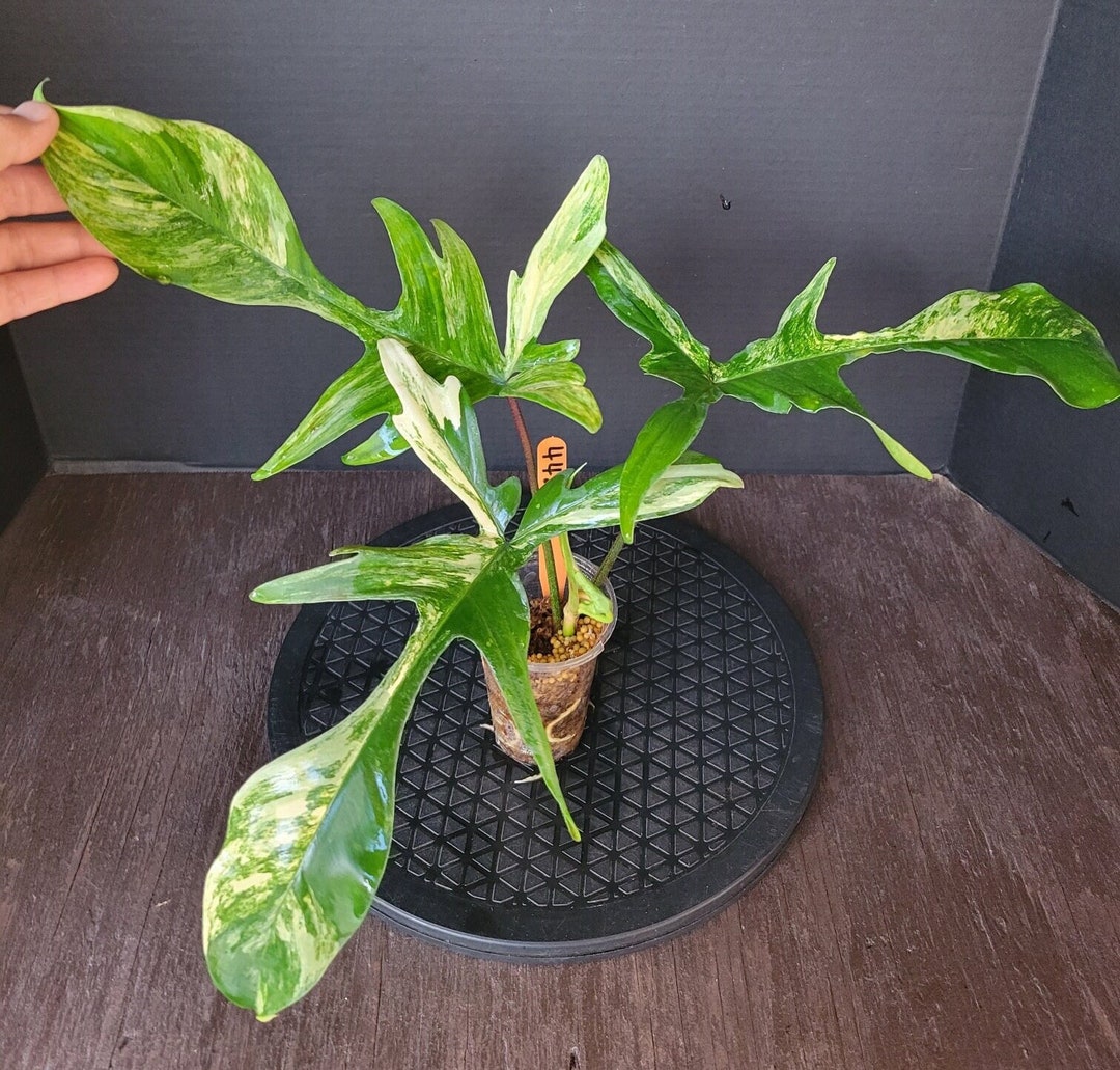 Rare Variegated Philodendron Florida Beauty 442 , Exact Plant , Highly ...