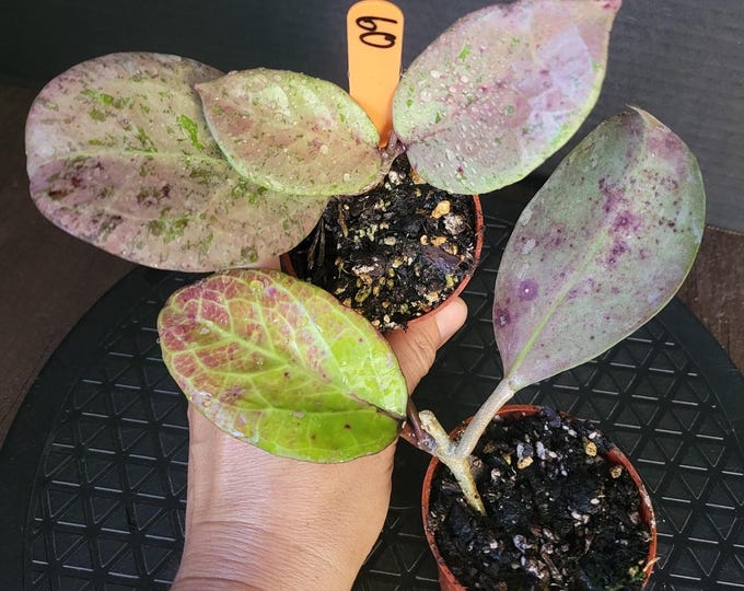Hoya Michelle Silver: Bundle of 2 Plants, Rooted Indoor Plants 2.5 ...