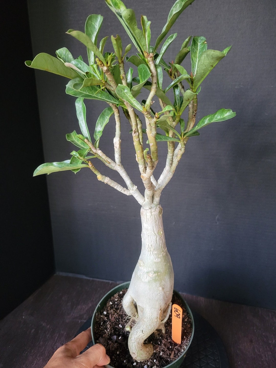 Grafted Desert Rose Plant Multi Layer Red and White Flowers 6pot 609 ...