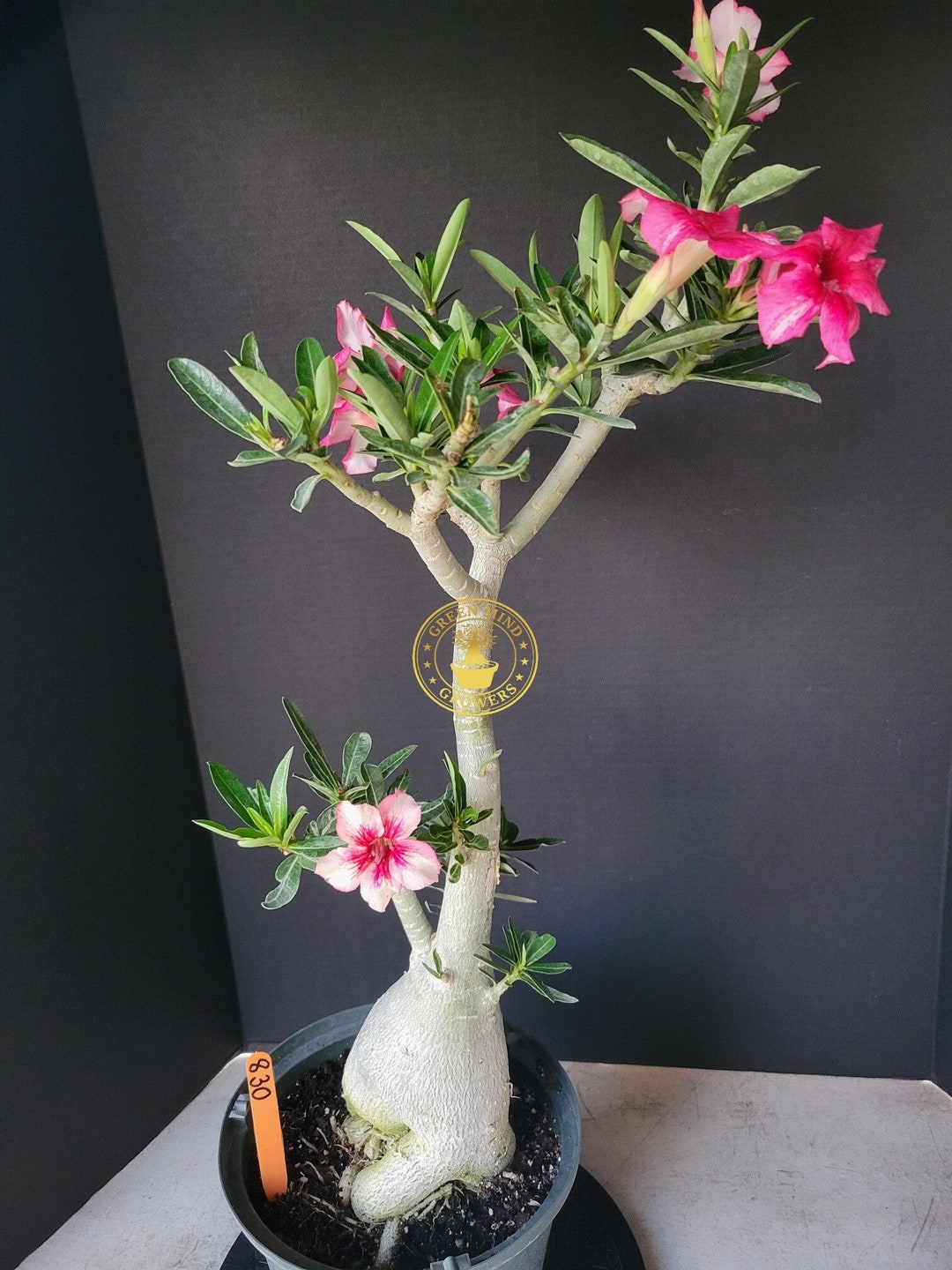 Original Seedling Desert Rose Color Changer Pink Striped Flowers 8 Pot ...