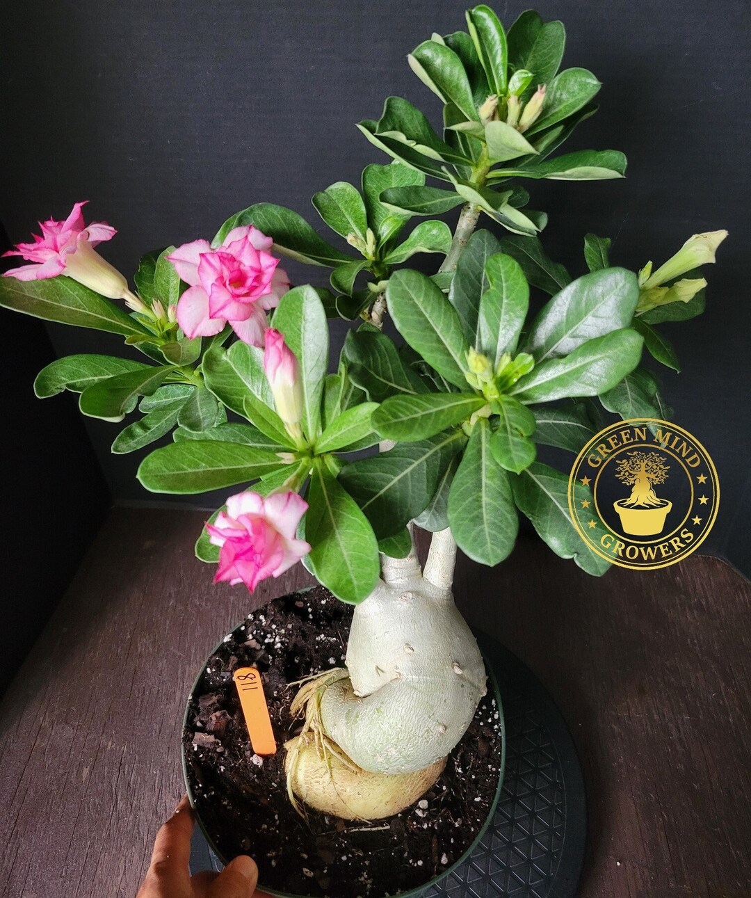 New Multi Color 3 Colors Grafted Varieties Desert Rose Plant Yellow ...
