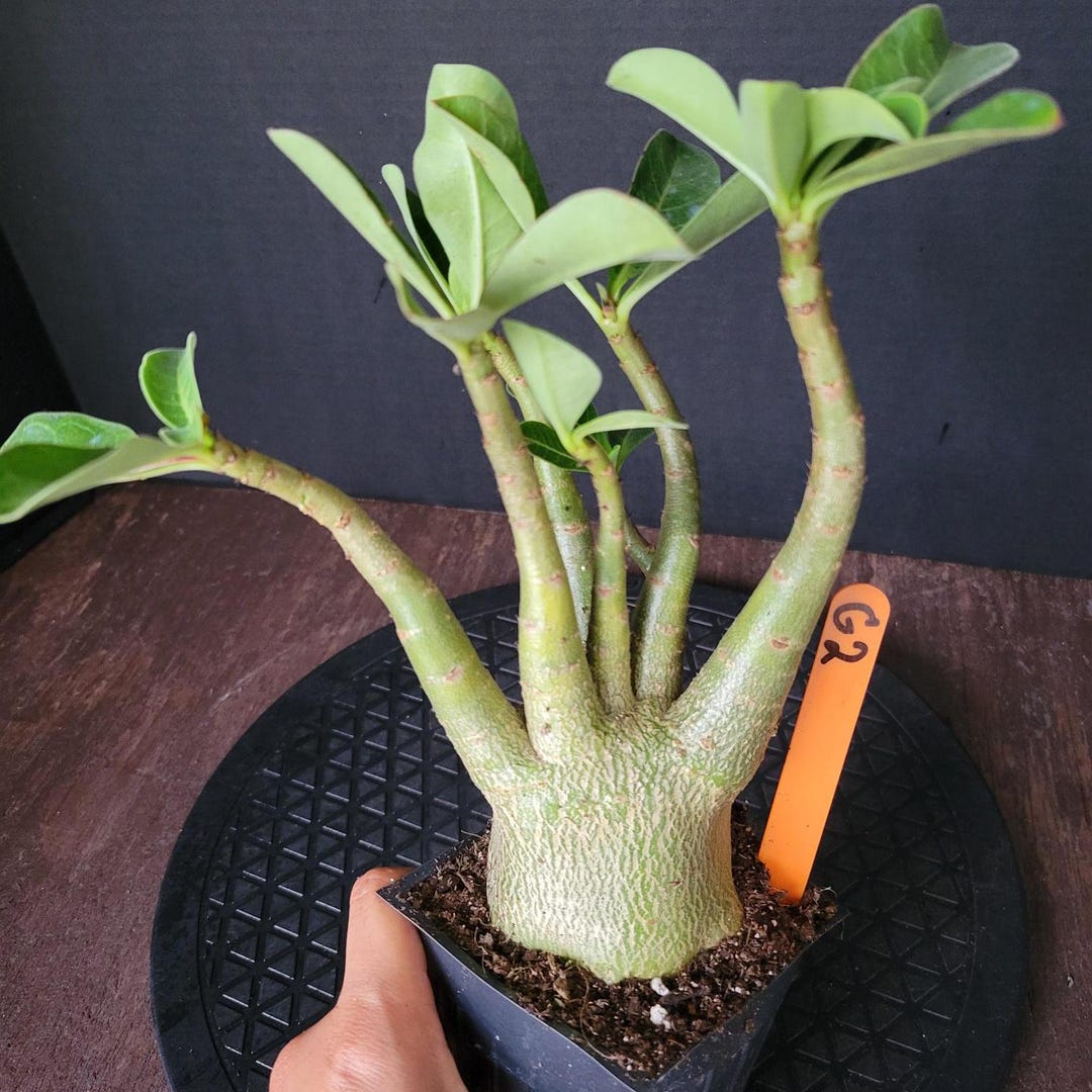 Adenium Arabicum 'green Mind Thai Soco' Hybrid 3.5" Pot #G2, Exotic ...
