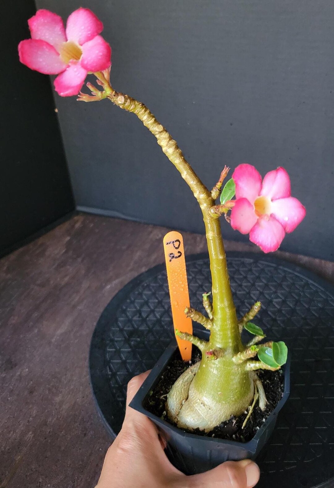 Adenium Arabicum Thai Hybrid ' Petch Ban Na ' ,exotic Bonsai Desert ...