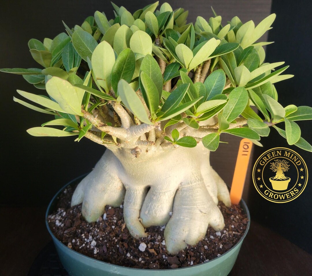Adenium Thai Arabicum - Pink Flowers Desert Rose Plant in 10" Bowl ...