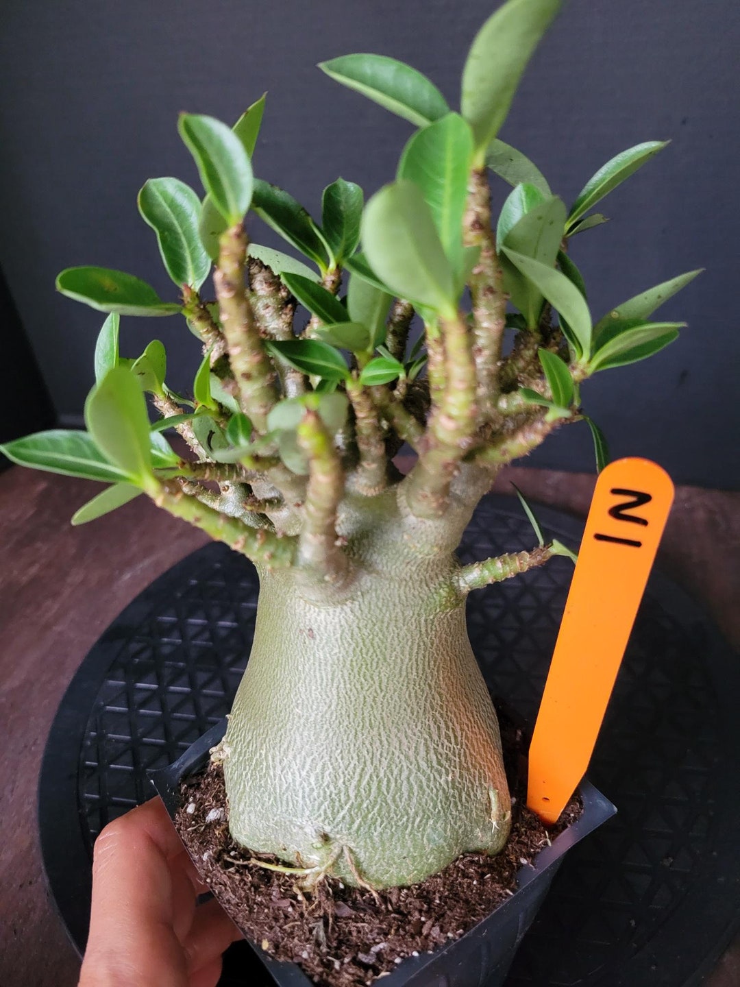 Adenium Arabicum Thai Hybrid 'NPY' 3.5 Pot N1 ,exotic Bonsai Desert ...