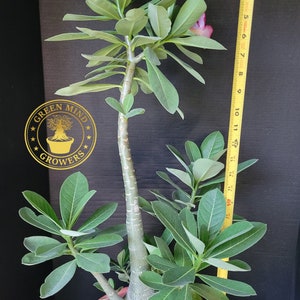 Adenium Arabicum Hybrid, Exotic Bonsai Desert Rose Plant 10 1015 ,pink ...
