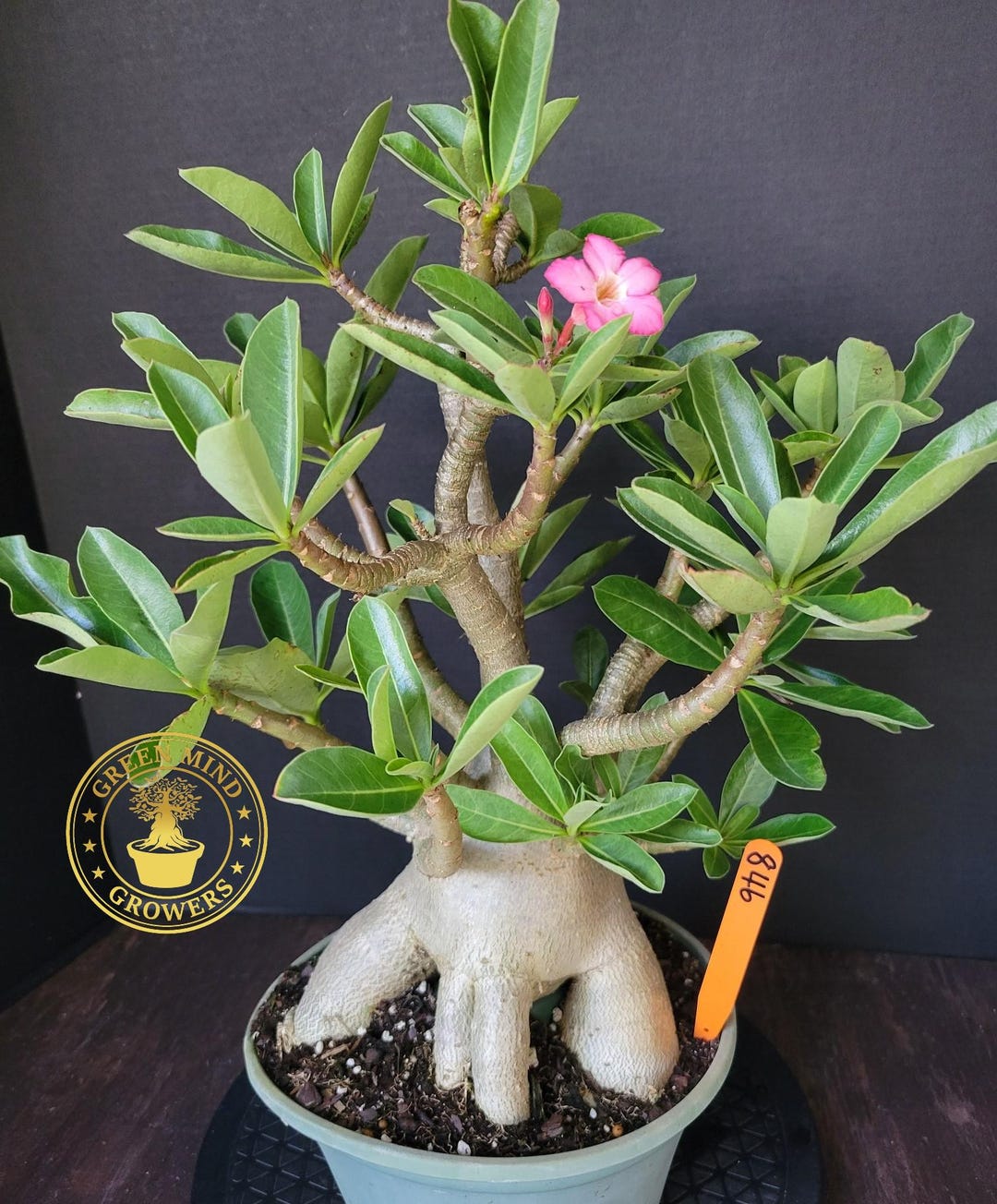 Adenium Arabicum Hybrid, Exotic Bonsai Desert Rose Plant 8 846 ,pink ...