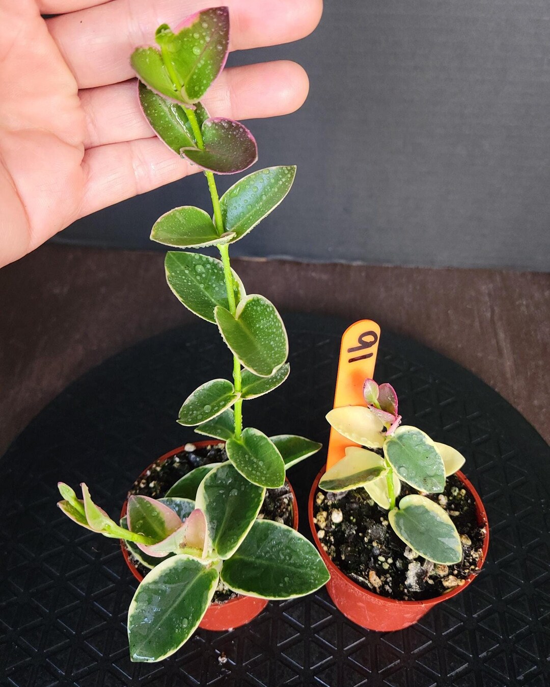 Bundle of 2 of Hoya Cummingiana (outer Variegated) or Albomarginata #91 ...