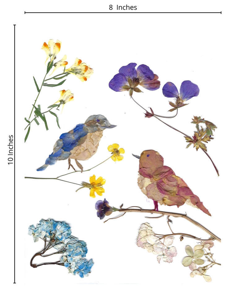 Birds Print, Bird Gifts, Pressed Flower Art Print - Etsy