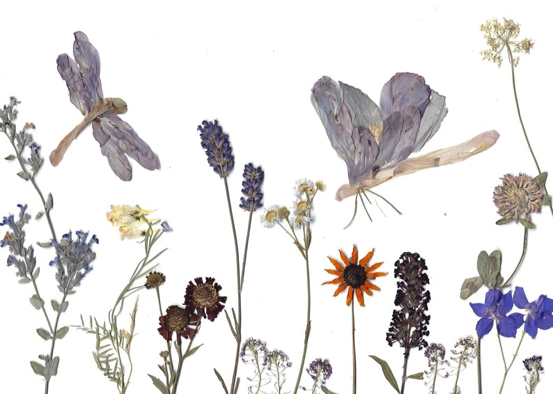 Dragonflies Pressed Flower Art - Etsy