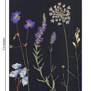 Purple Flowers Over Black Background - Etsy
