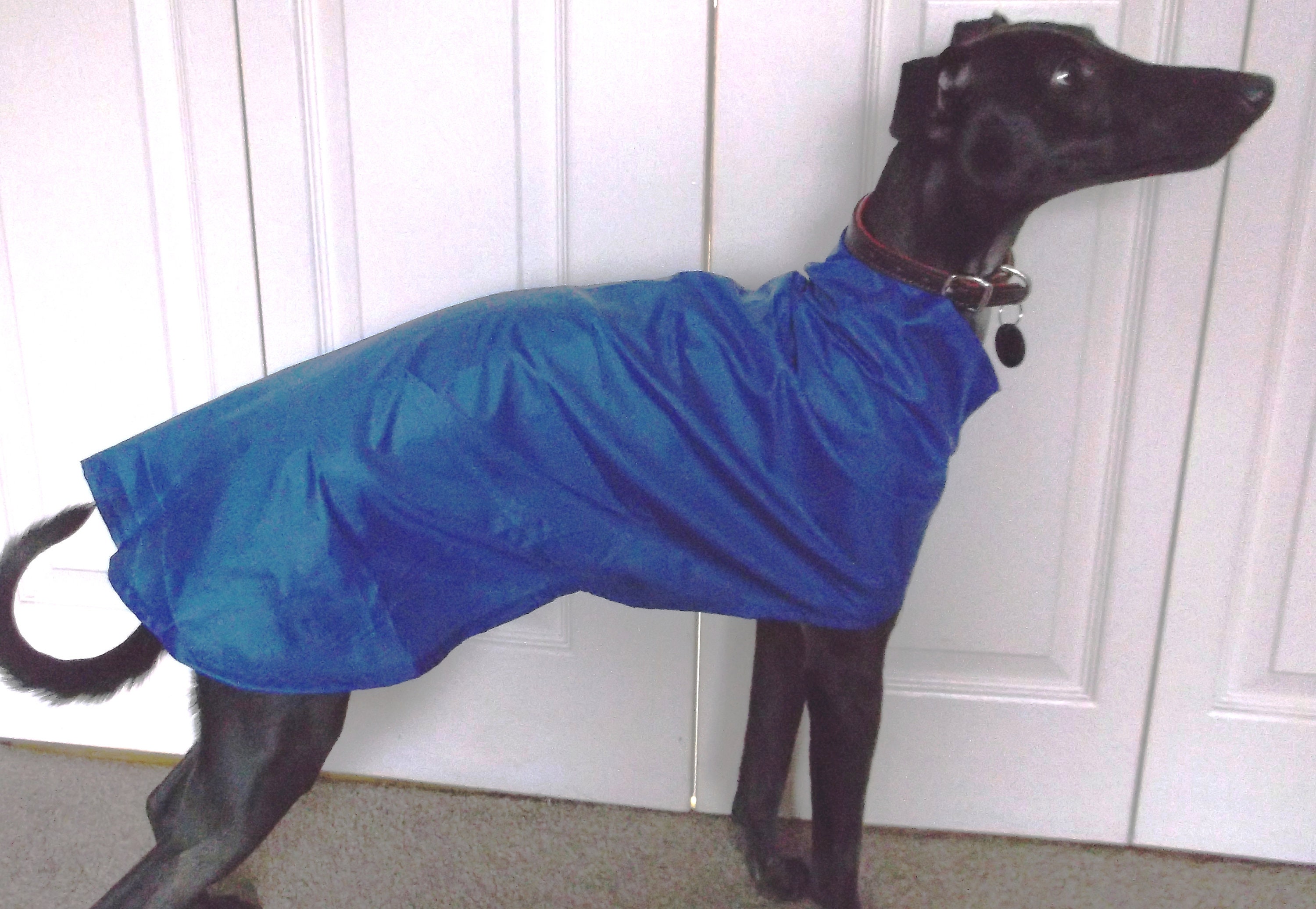 Whippet Showerproof/ Rain Coat ~ Royal Blue or Red Ripstop Fabric ~ Pac ...