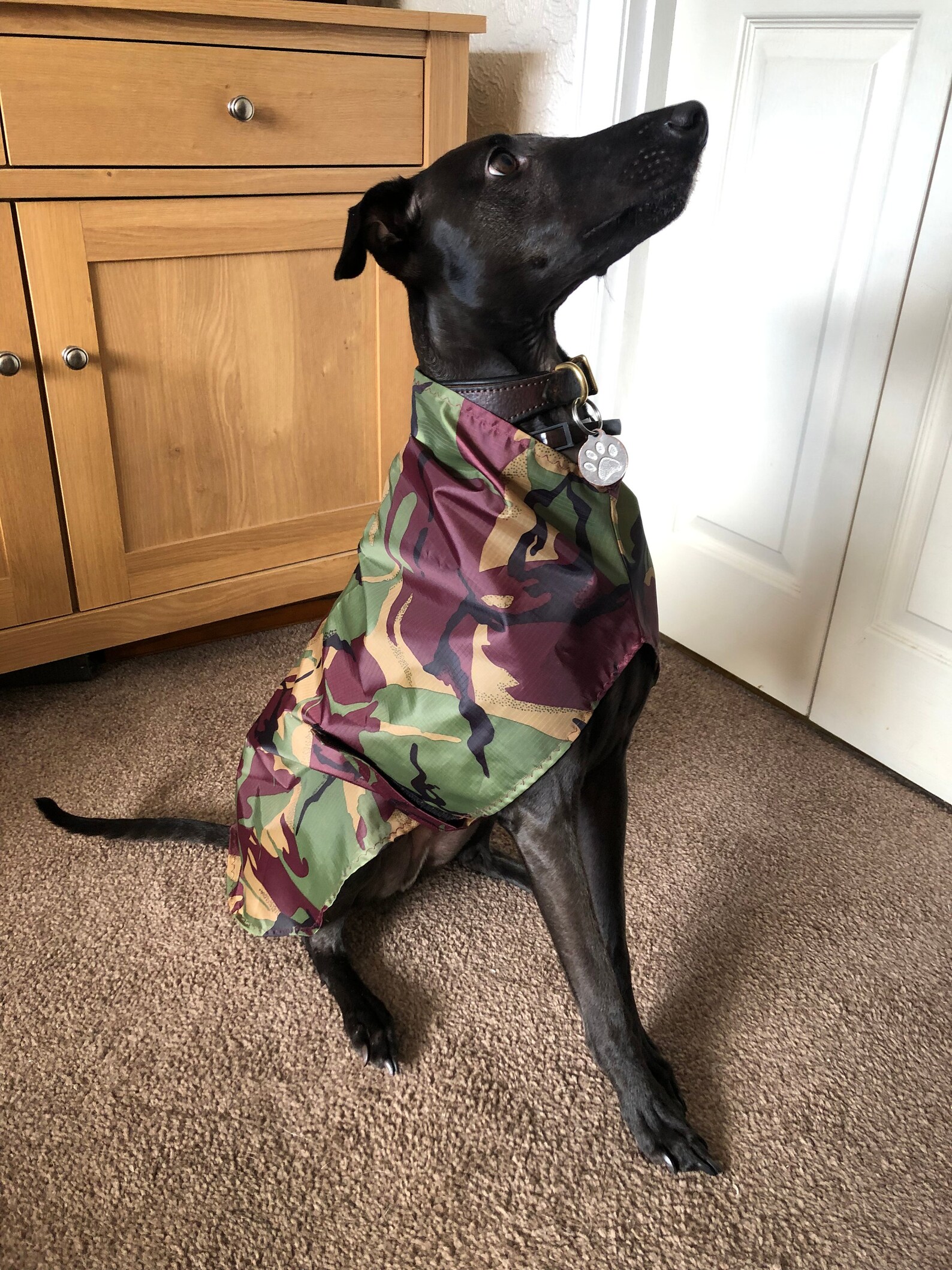 Whippet Showerproof/ Rain Coat Royal Blue or Red Ripstop - Etsy