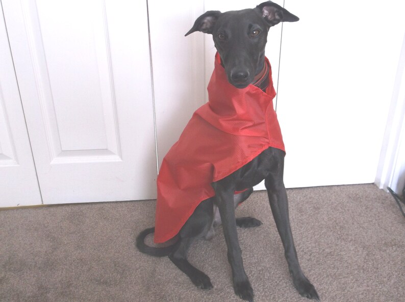Whippet Showerproof/ Rain Coat Royal Blue or Red Ripstop - Etsy