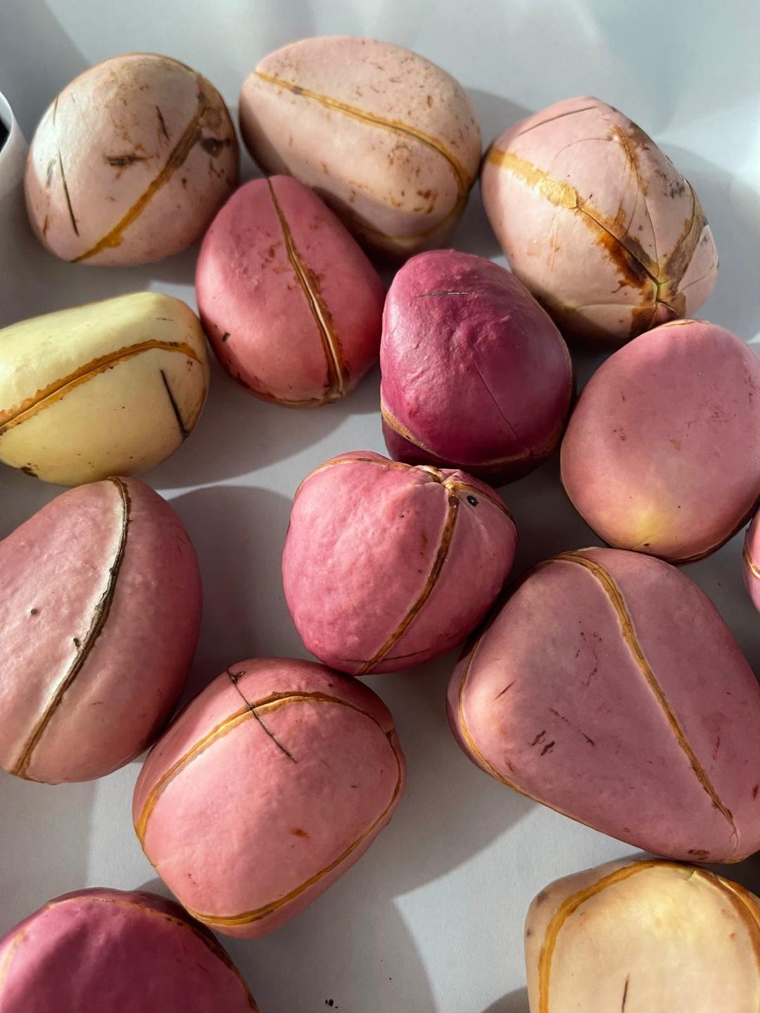Fresh Organic African Cola Acuminata (obi Abata) Kola Nuts ...
