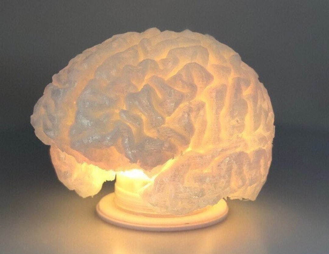 3D Printed Brain Lamp – Unique Anatomical Light From Brain Scan - Etsy