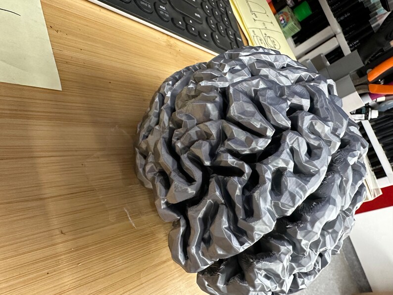Life-size 3D Printed Brain – Realistic Anatomical Model - Etsy
