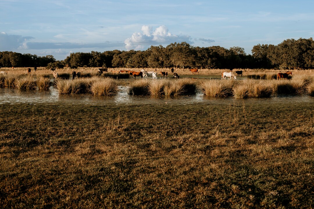 Cow Pasture Digital Backdrop Cowboy Backdrop for Photos - Etsy