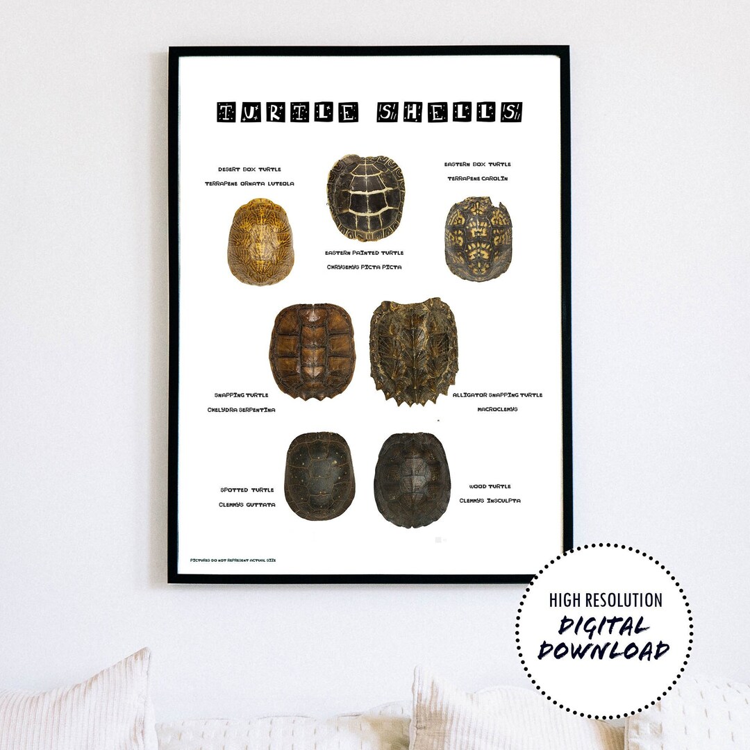 Turtle Shells Educational Wall Art Instant Digital Download for Earth ...