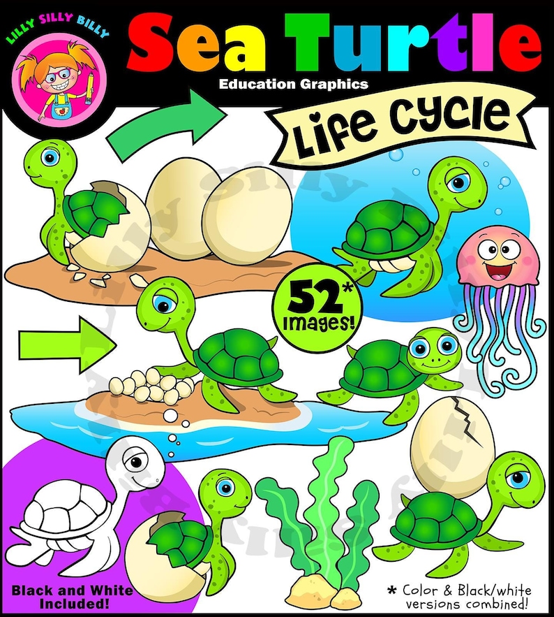 Sea Turtle Life Cycle. Full Color and Black/ White Clipart. Small ...