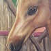 My Rescue Horse - Etsy