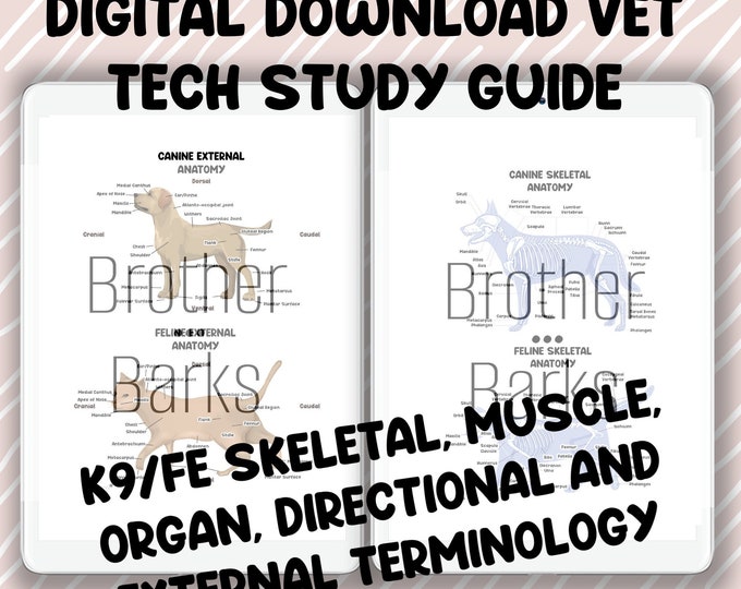 Feline Skeletal Structure - Veterinary Medicine Educational Poster ...