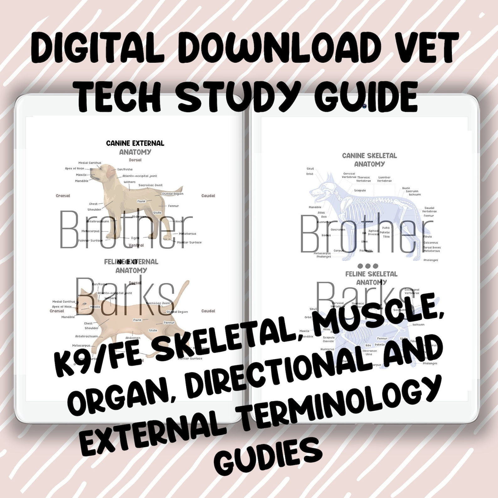 DIGITAL DOWNLOAD Canine/feline Anatomy BUNDLE! External, Muscle ...