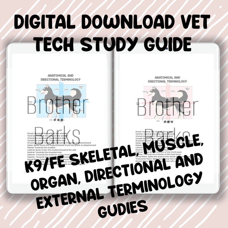 DIGITAL DOWNLOAD Canine/feline Anatomy BUNDLE! External, Muscle ...
