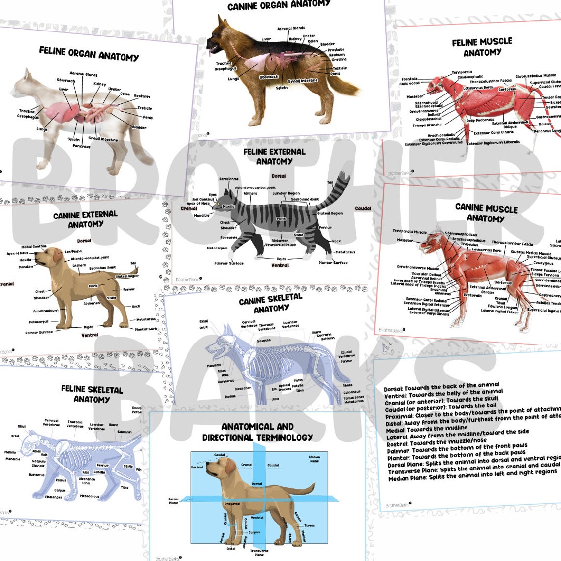 5 Front and Back Veterinary Anatomy Card BUNDLE! Feline/canine Skeletal ...