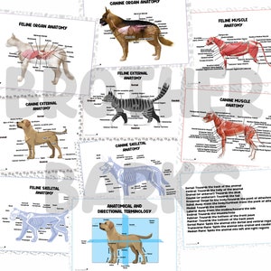 Veterinary Anatomy Card Bundle, Feline/canine Guide - Etsy